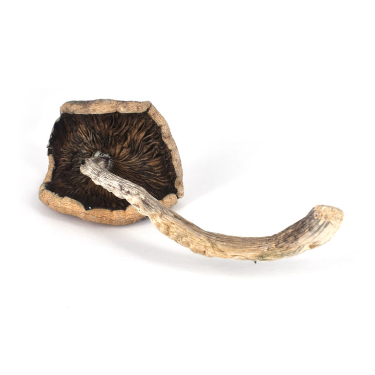 Buy Bulk Weed Online in 1/4lb, 1/2lb and 1lb - BC Bud Supply